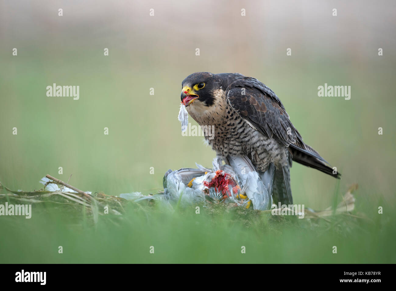 Falcon eating pigeon hi-res stock photography and images - Alamy