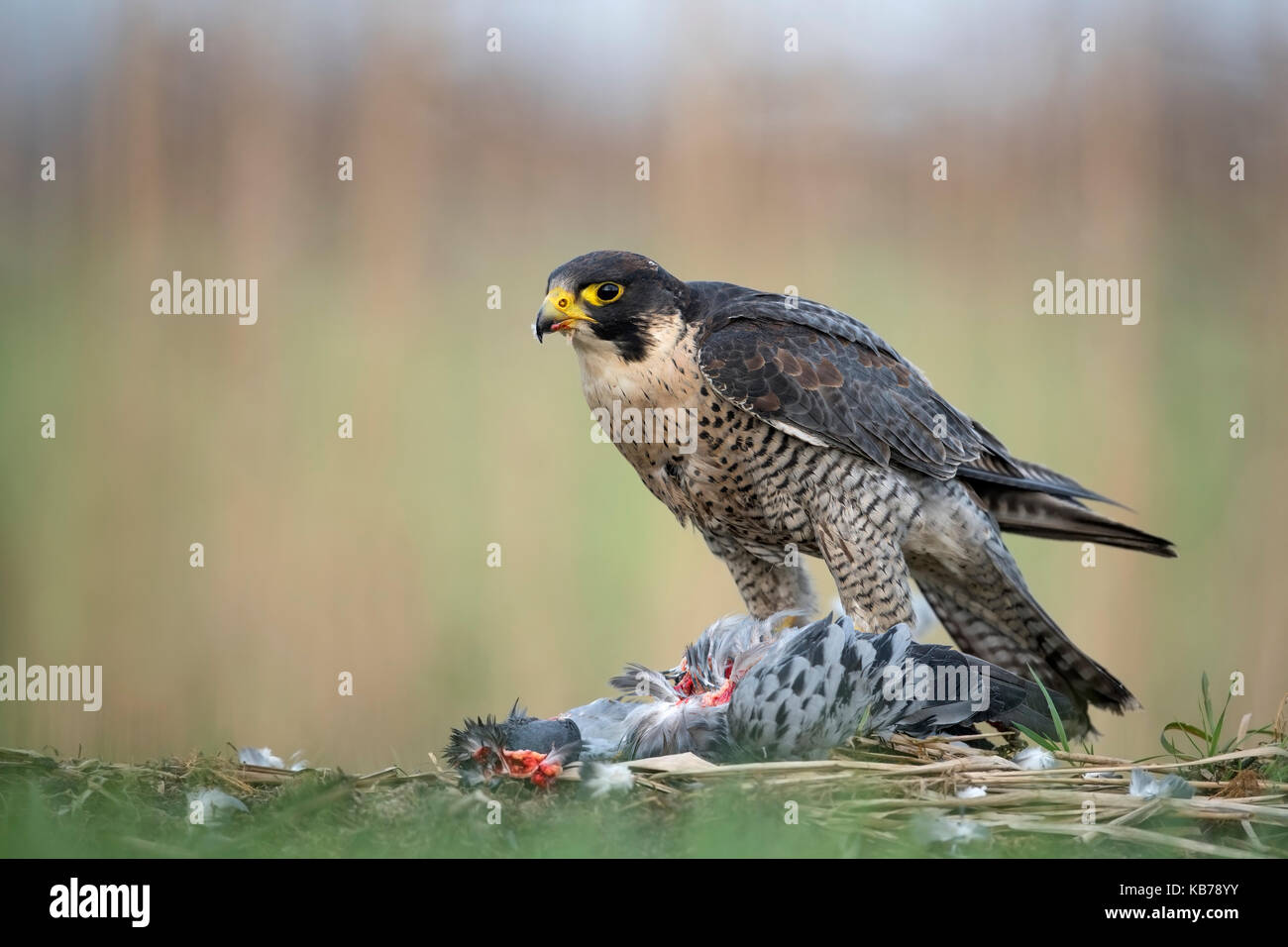 Falcon eating pigeon hi-res stock photography and images - Alamy
