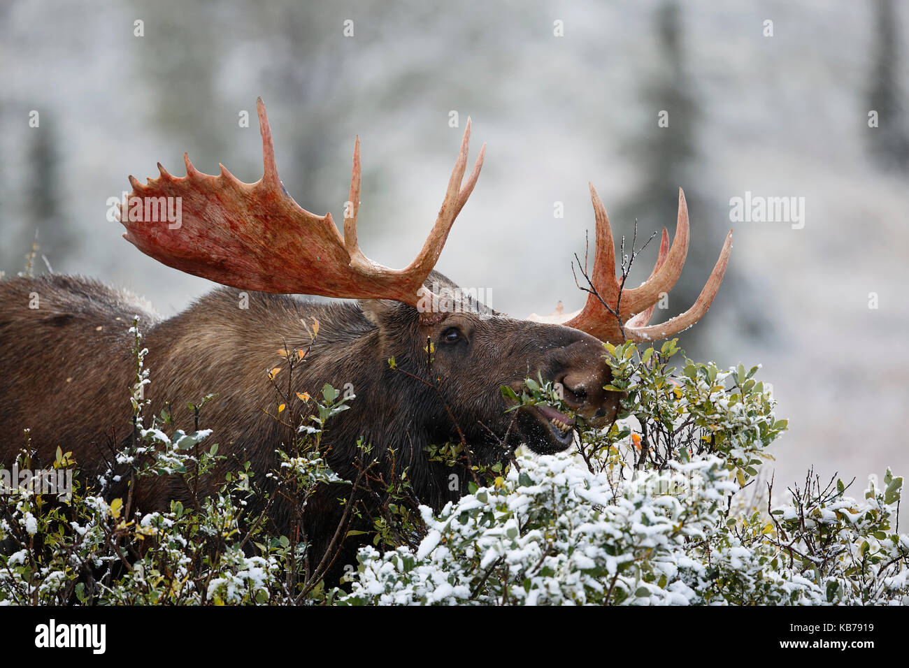 Moose teeth hi-res stock photography and images - Alamy