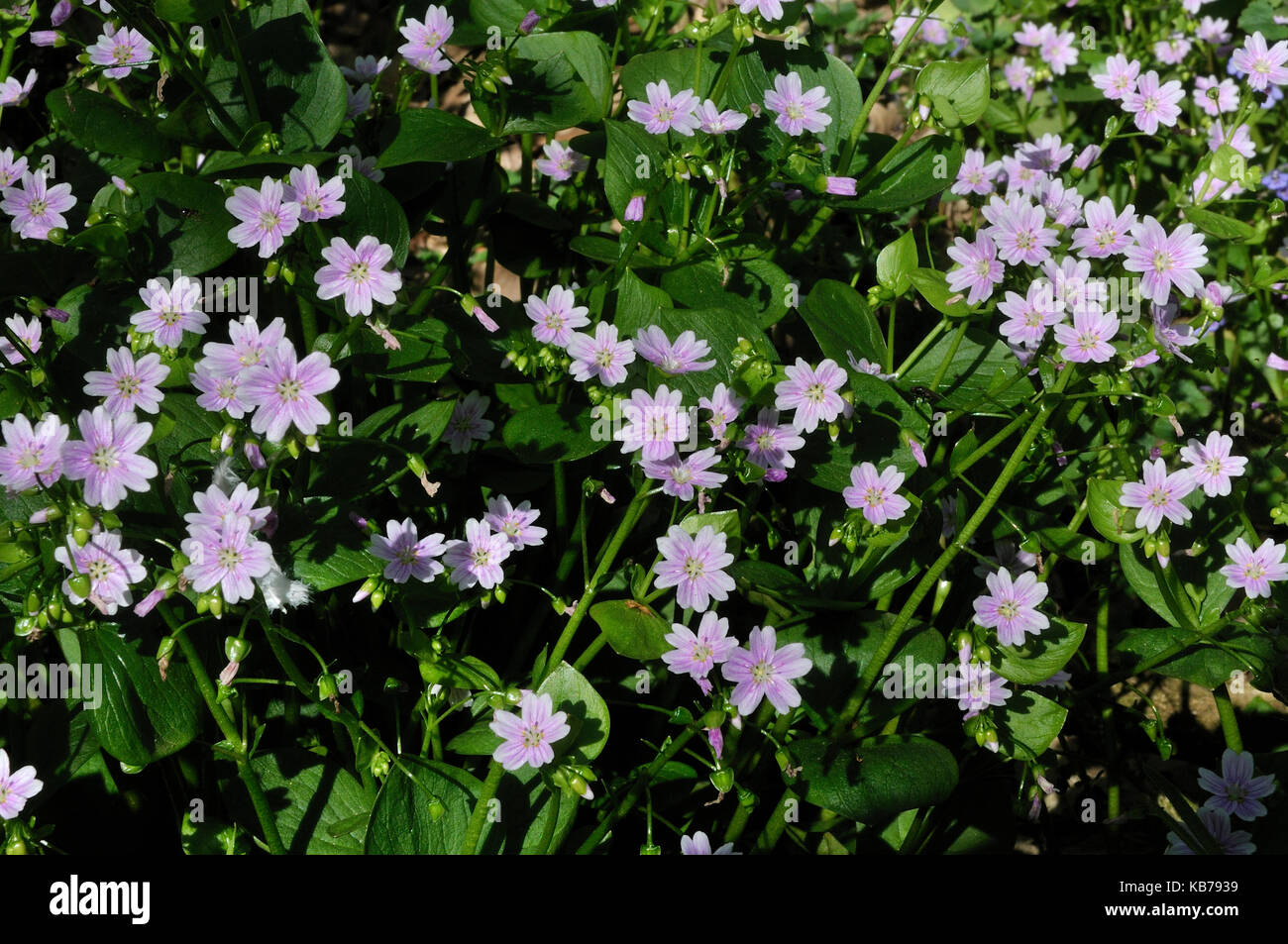 Undergrowth in the form of Siberian Spring Beauty near the Kniphorstbos ...