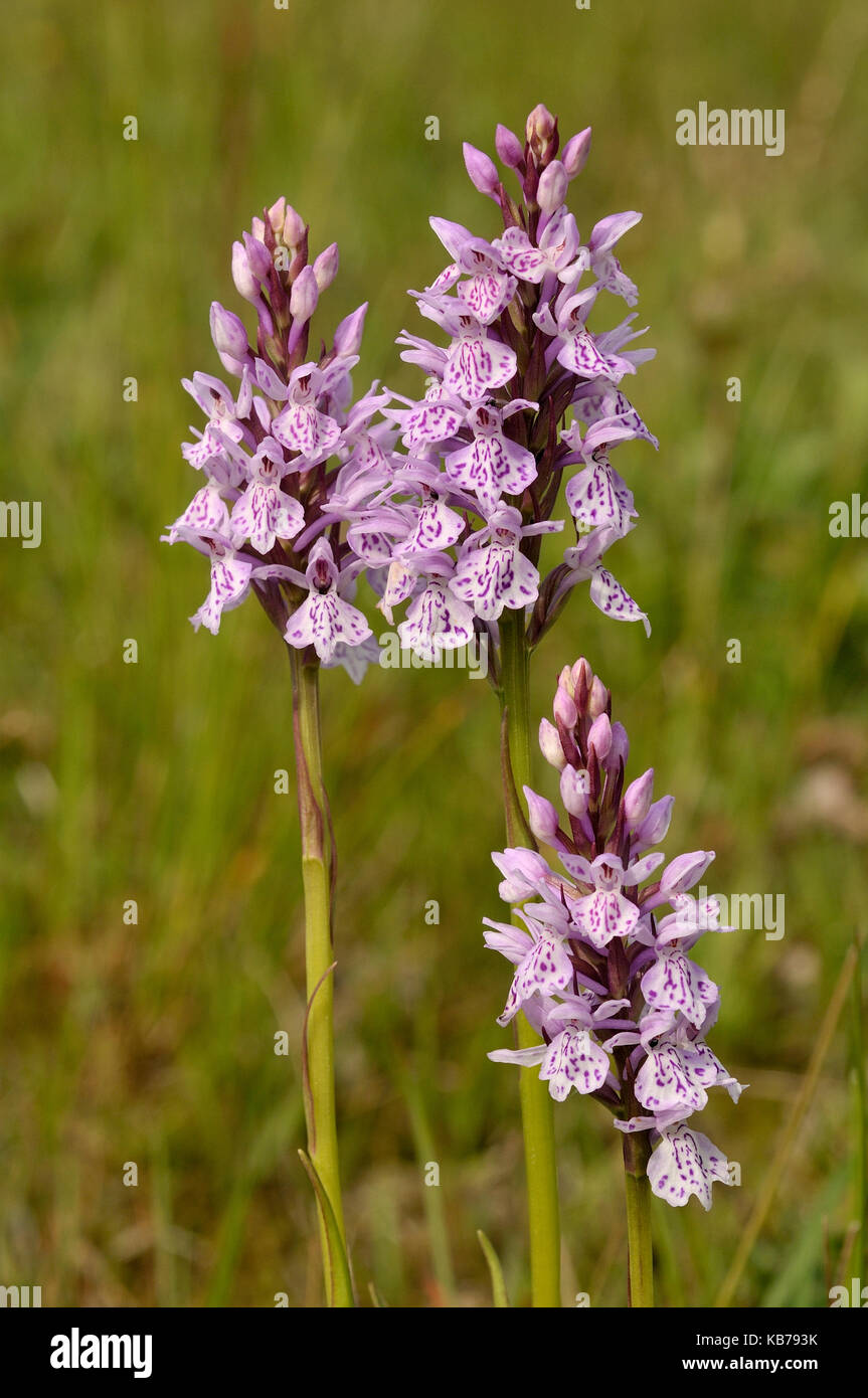 The rich flora of the National Parc Drentsche Aa with orchids like this ...
