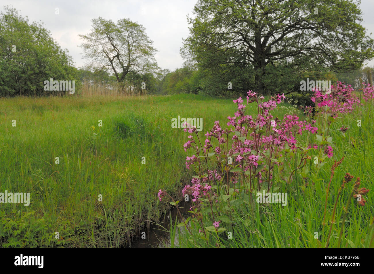 Landscape at Elsbroek with view on the valley with Red Campion ...
