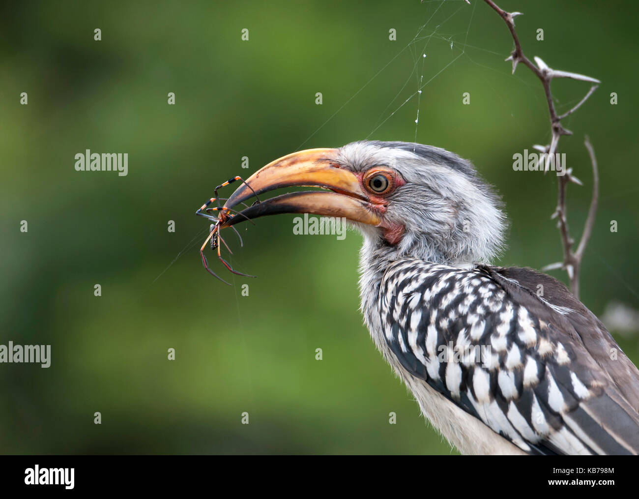 Bird catching spider hi-res stock photography and images - Alamy