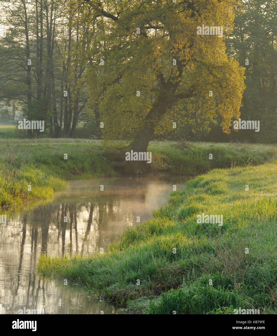 Early morning at the banks of the Drentsche Aa, the Netherlands ...