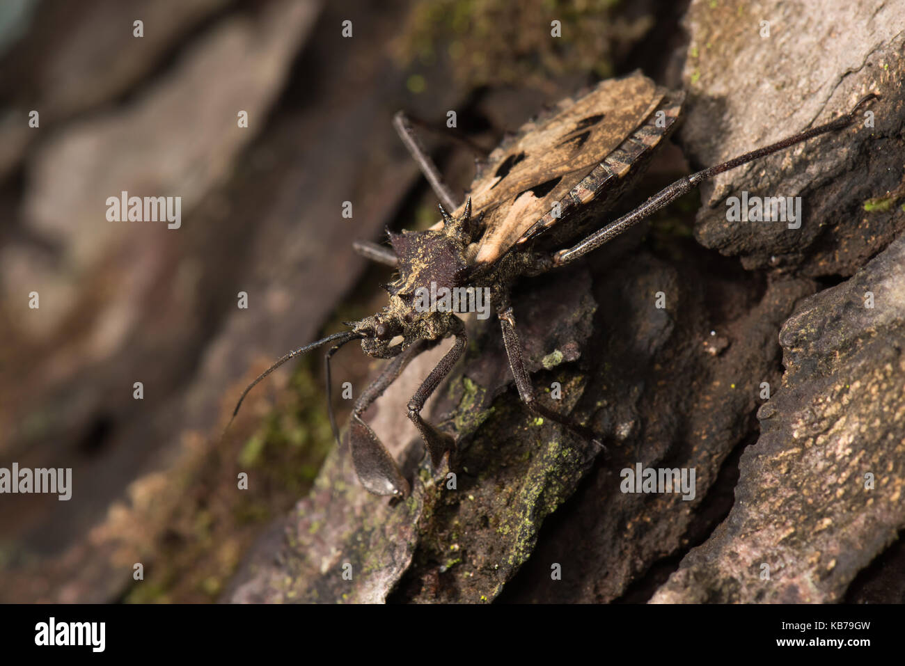 Assassin bug africa hi-res stock photography and images - Alamy