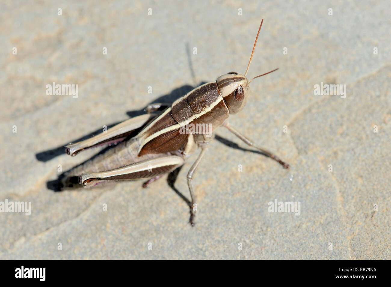 A Two-striped Grasshopper ( Melanoplus bivittatus) is warming up on a ...