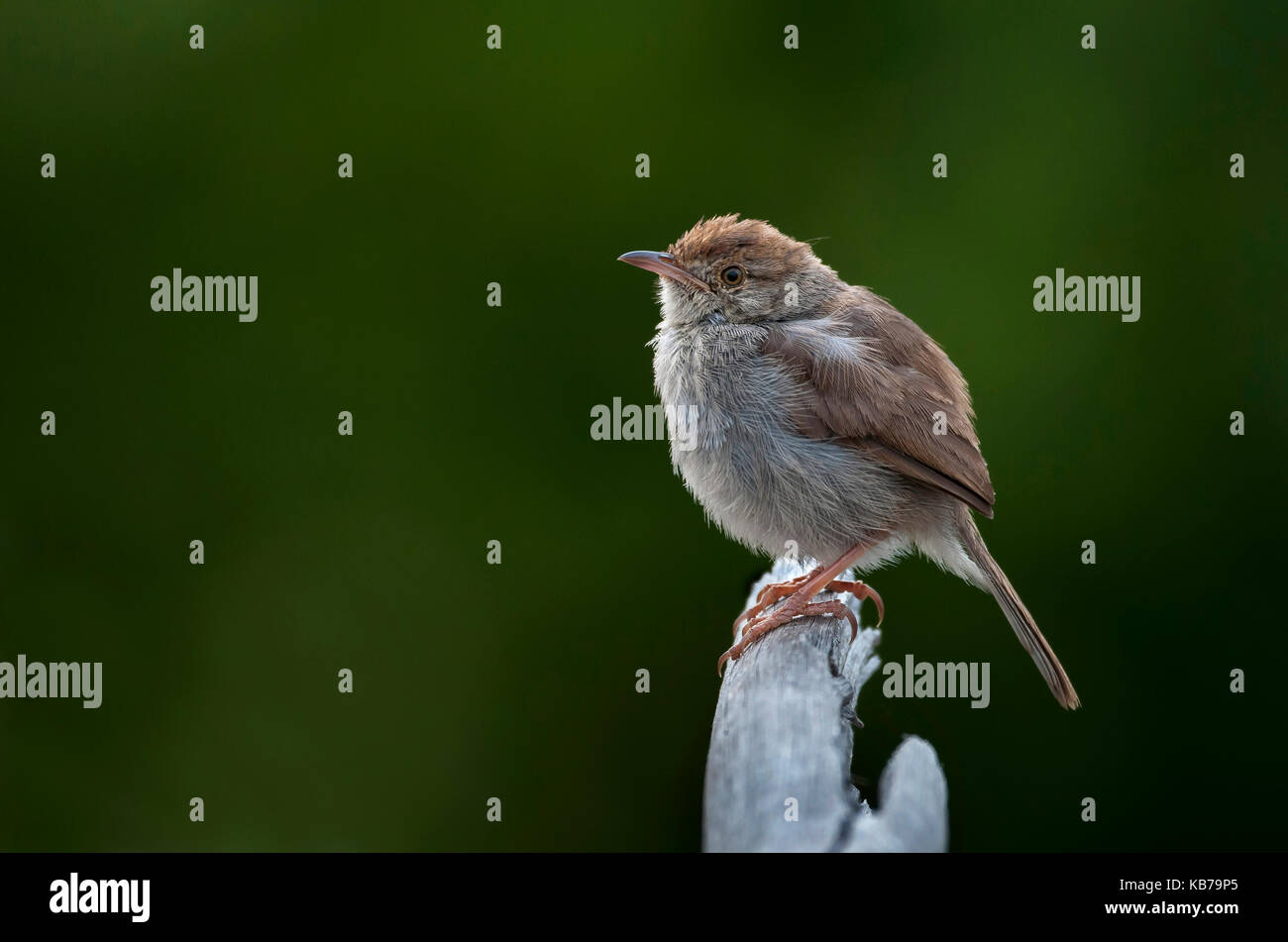 Neddicky (Cisticola fulvicapilla) young perched on dead branch, South ...