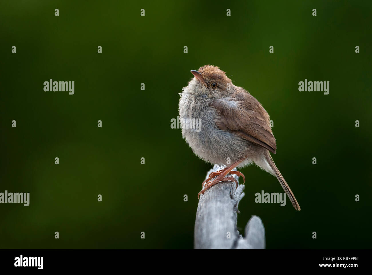 Neddicky (Cisticola fulvicapilla) young perched on dead branch, South ...