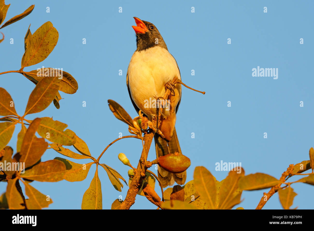 Black-throated Saltator (Saltator atricollis) singing, Brazil, Mato ...
