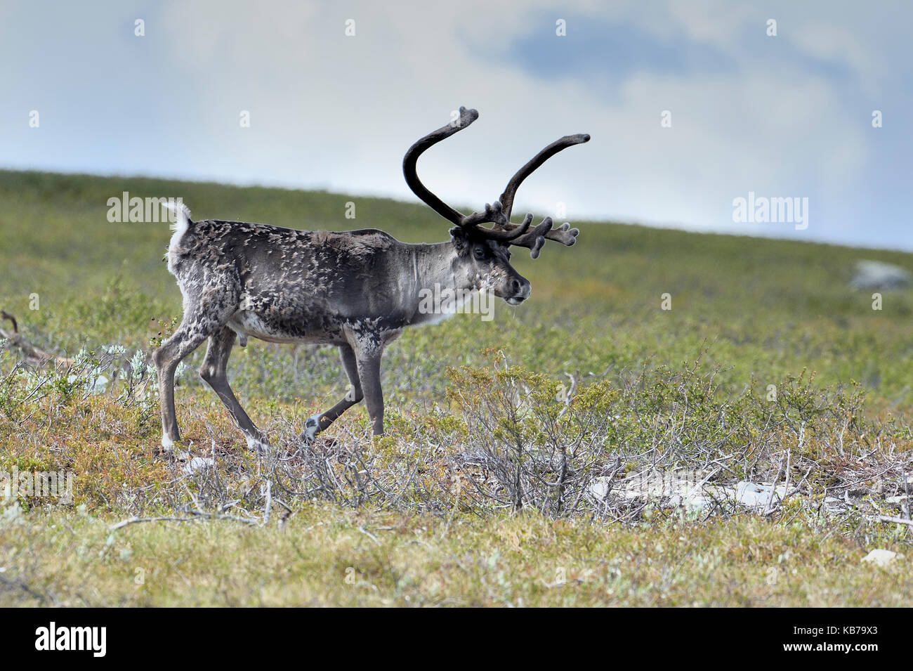 Reindeer side profile hi-res stock photography and images - Alamy
