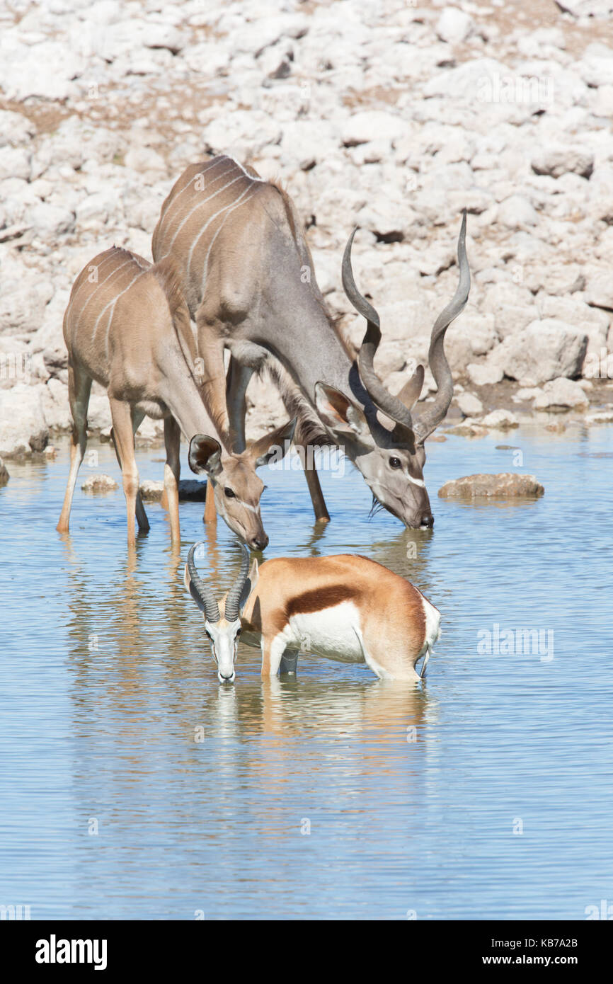 Male and female Greater Kudu (Tragelaphus strepsiceros) and Springbok ...