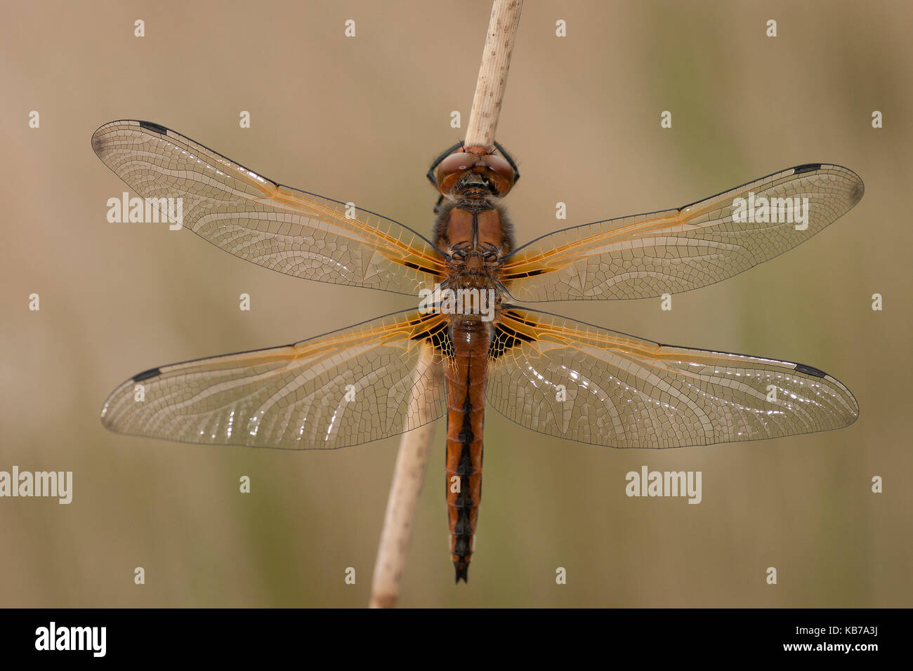 Scarce Chaser (Libellula fulva) with spread wings, the Netherlands ...