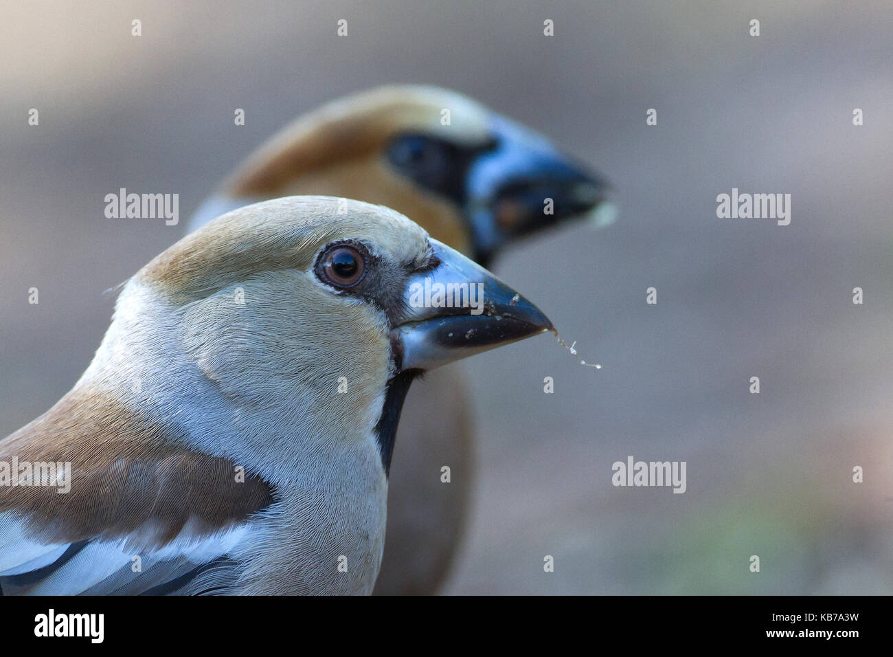 Hawfinch (Coccothraustes coccothraustes) female and male portrait, the ...