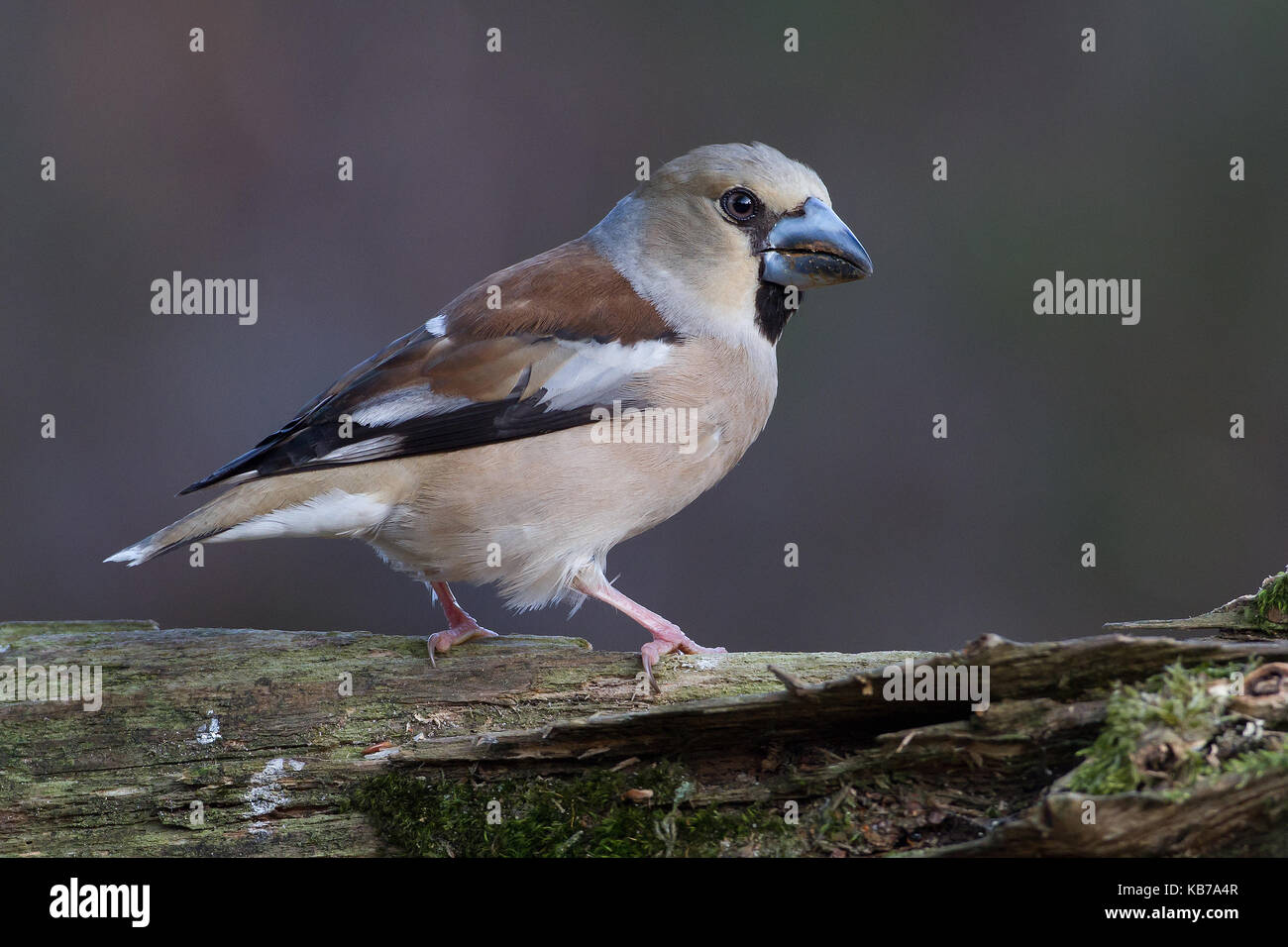 Female Hawfinch (Coccothraustes coccothraustes) standing on a tree ...