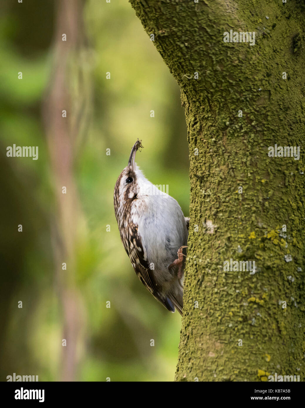 Creeping spider hi-res stock photography and images - Alamy