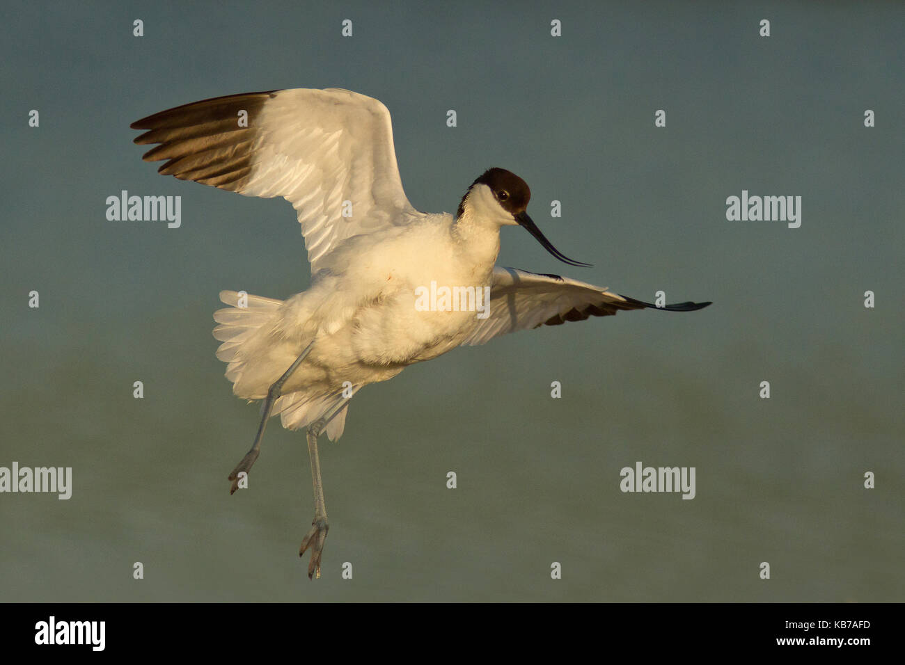 Pied Avocet (Recurvirostra avosetta) landing portrait, the Netherlands ...