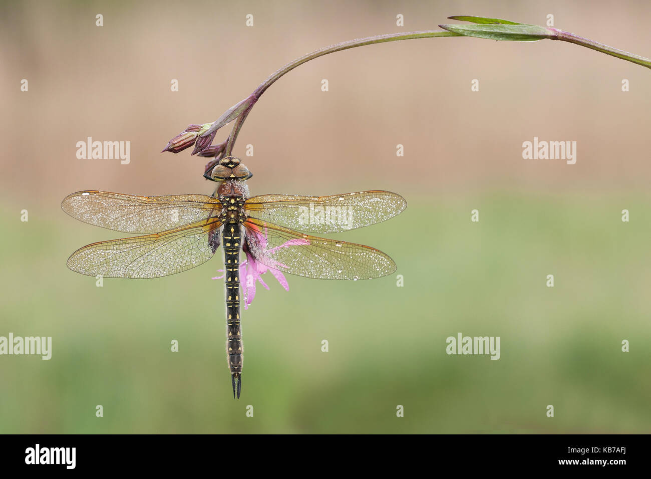 Hairy Hawker (Brachyton pratense) hanging on a Ragged Robin (Lychnis ...