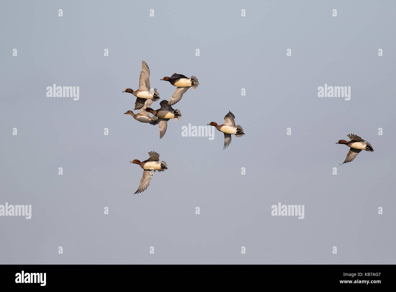 Eurasian Wigeon (Anas penelope) group in flight against the sky, The ...