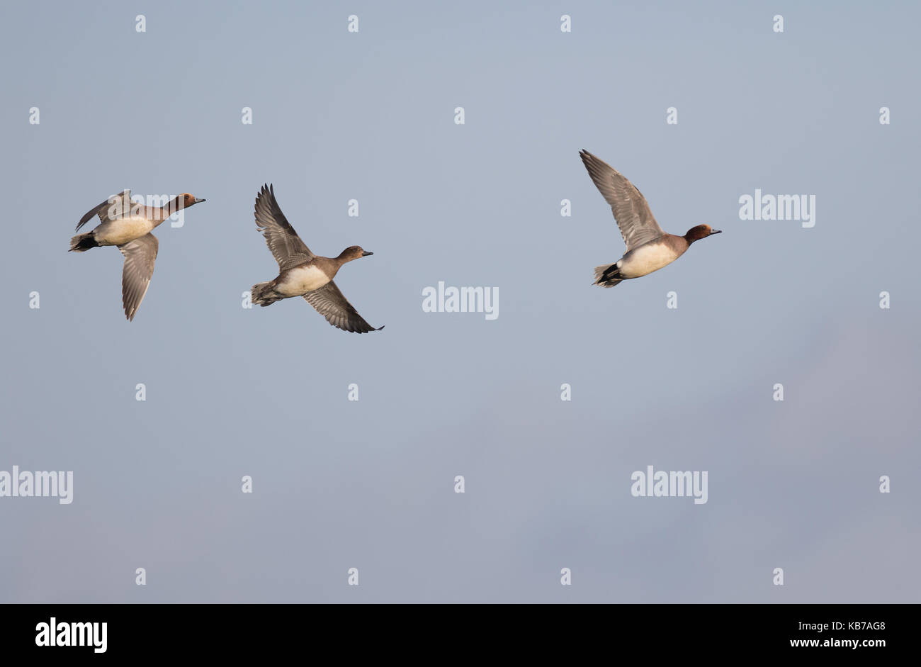 Eurasian Wigeon (Anas penelope) group in flight against the sky, The ...