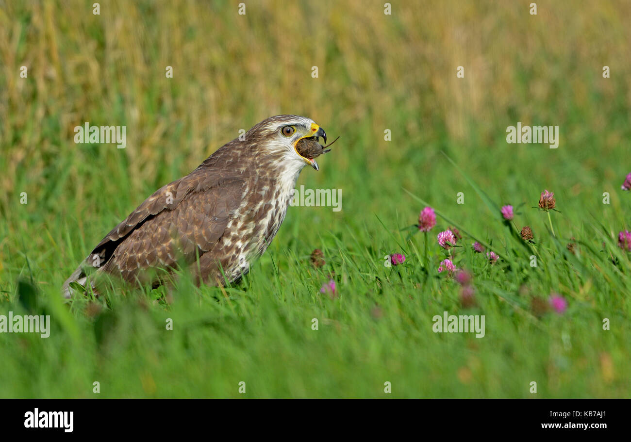 Common Buzzard (Buteo buteo) has caught a mouse and is eating it, The ...