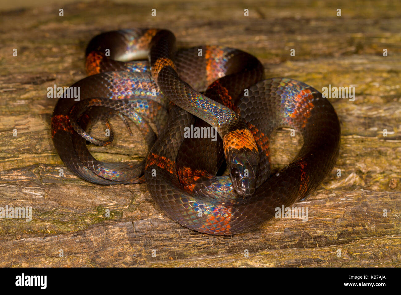 Forest Flame Snake (Oxyrhopus petolarius) sitting on a log, Ecuador ...