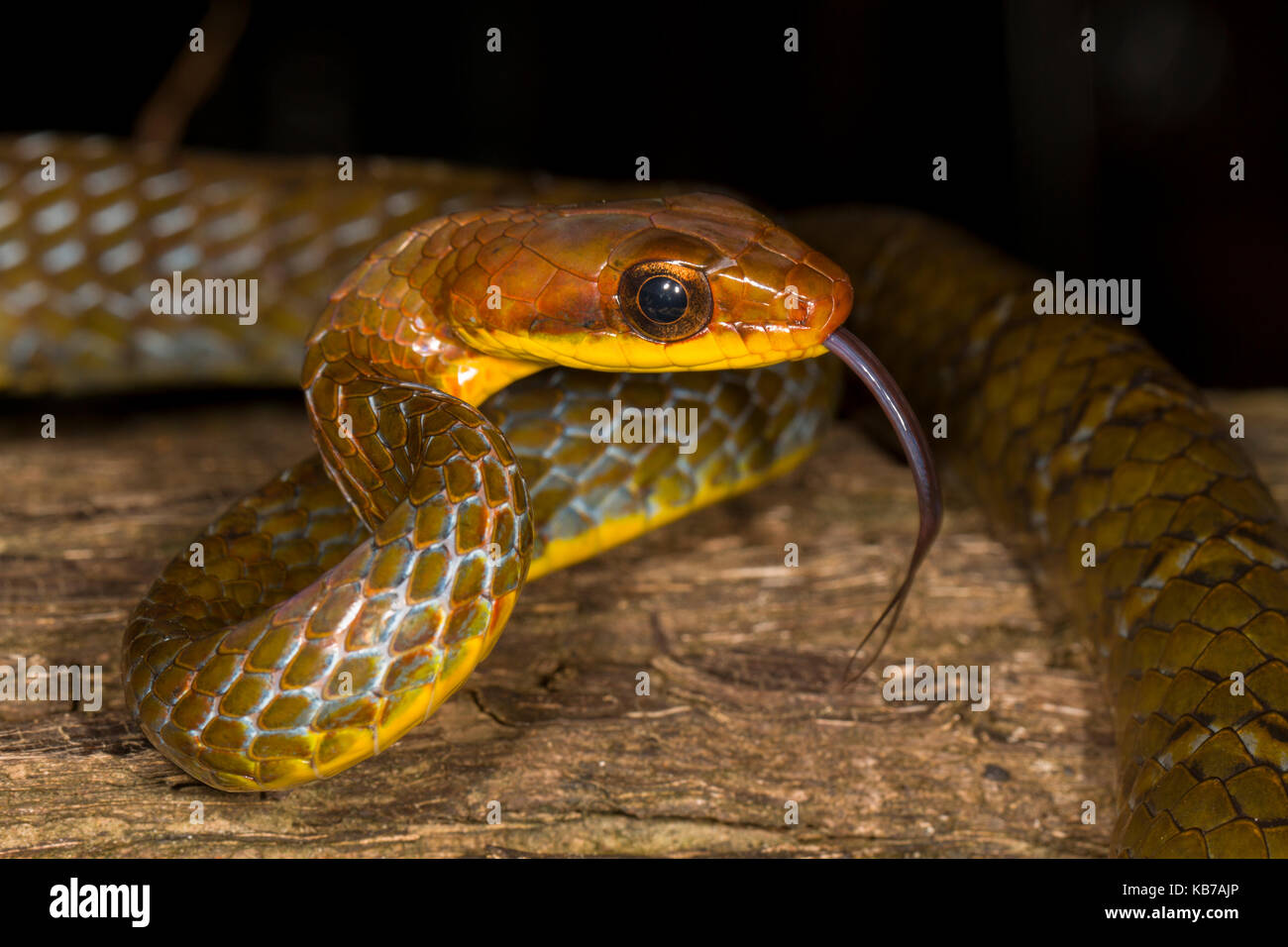 Ophidia snakes High Resolution Stock Photography and Images - Alamy