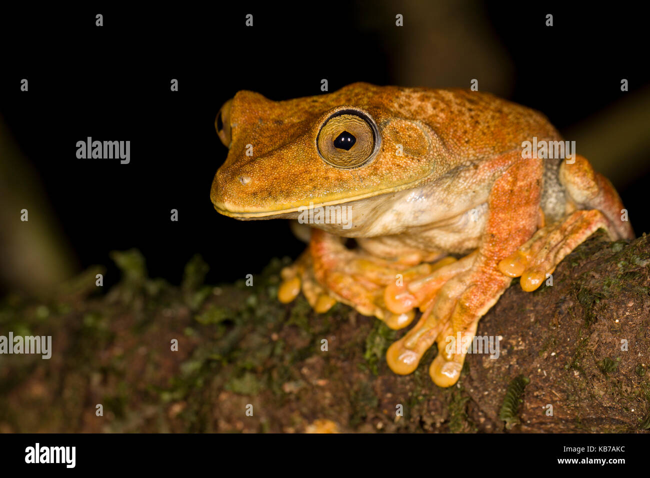 Gladiator tree frog hi-res stock photography and images - Alamy