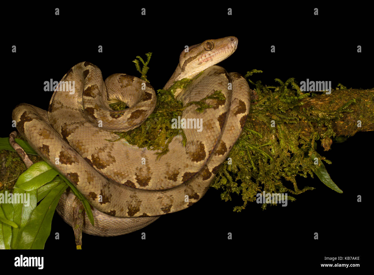 Common Tree Boa (Corallus hortulanus) waiting on a mossy branch at ...