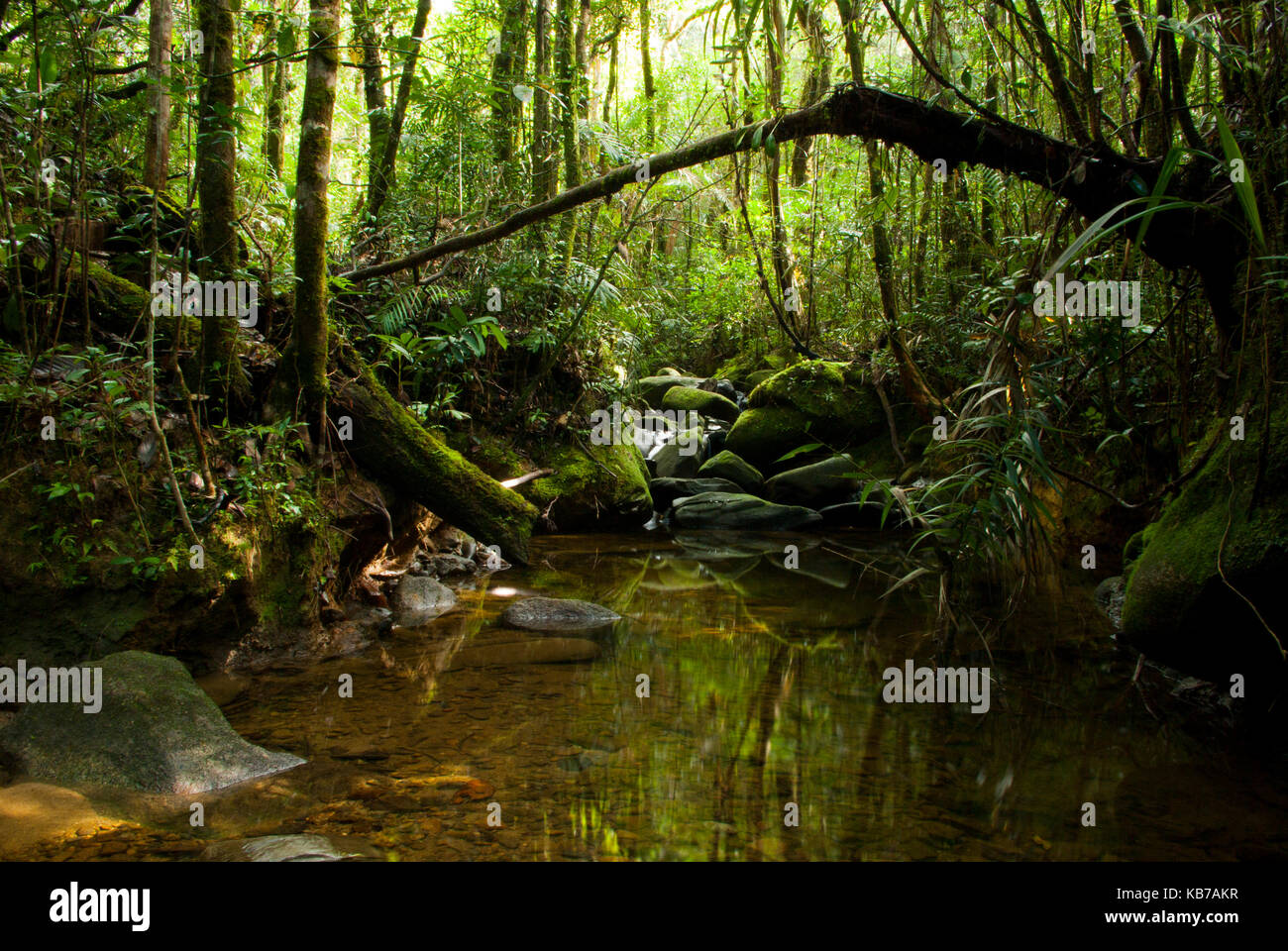 Cloud forest stream in Borneo, Malaysia Stock Photo - Alamy