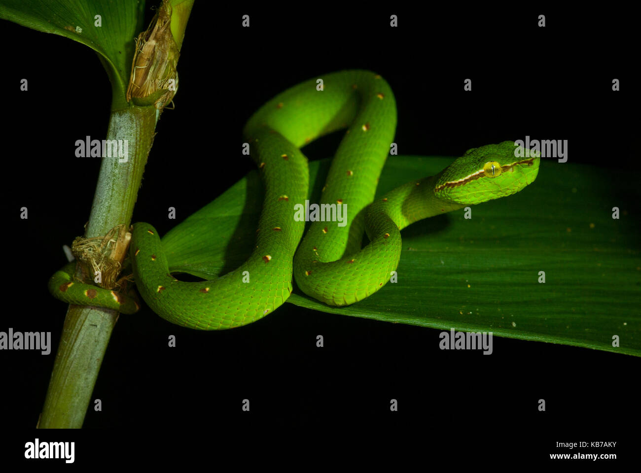 Wagler's Viper (Tropidolaemus wagleri) waiting for prey, Malaysia Stock ...