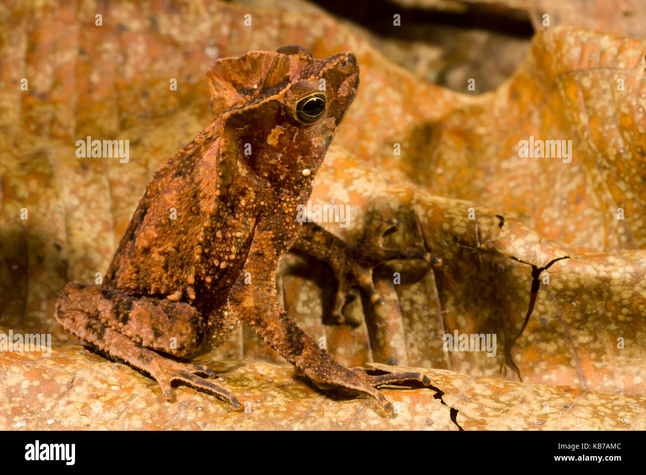 South American Common Toad (Rhinella margaritifera) sitting on a leaf, Ecuador, San Jose de ...