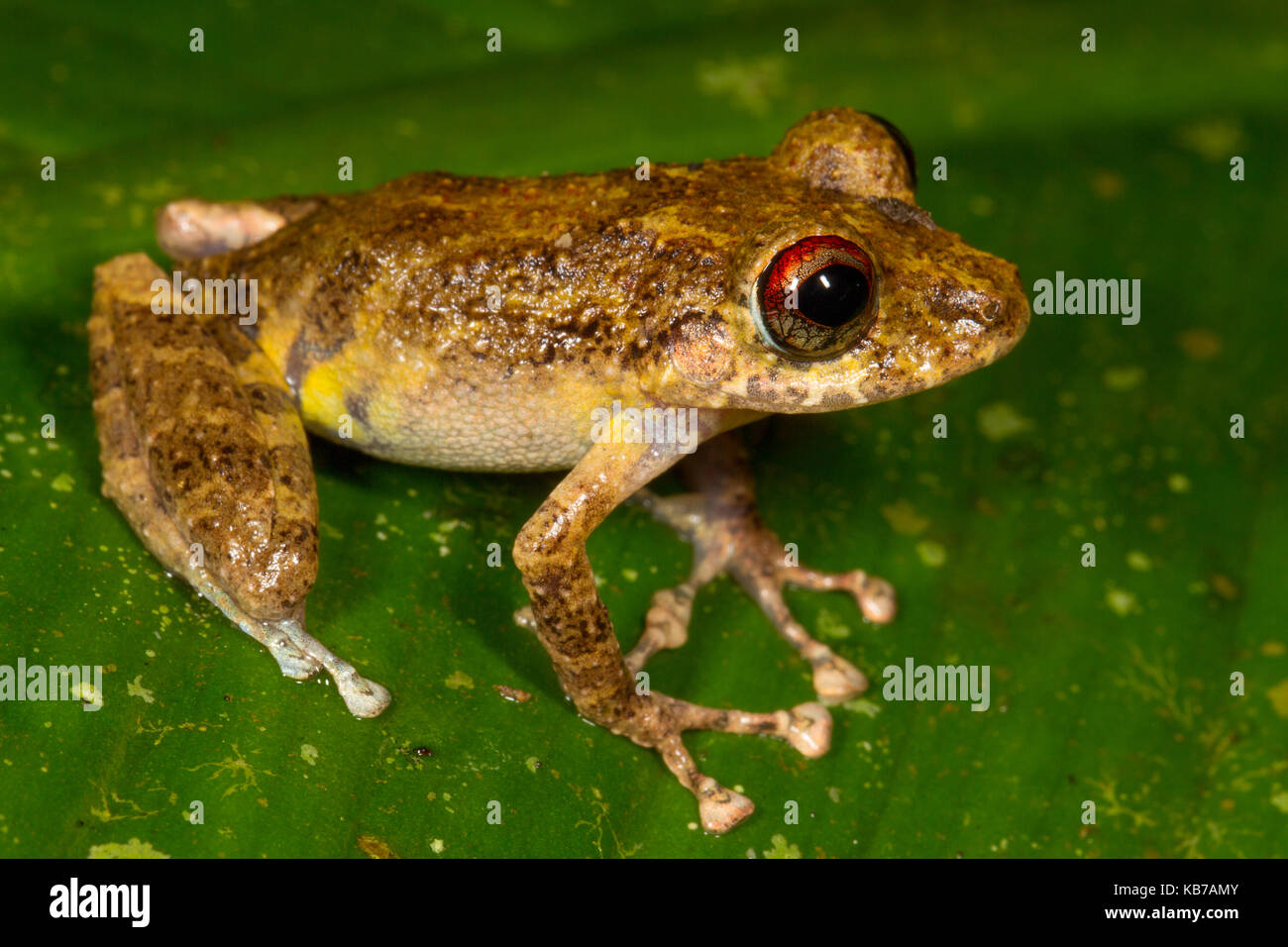 Frog (Pristimantis diadematus) resting on a leaf, Ecuador, San Jose de ...