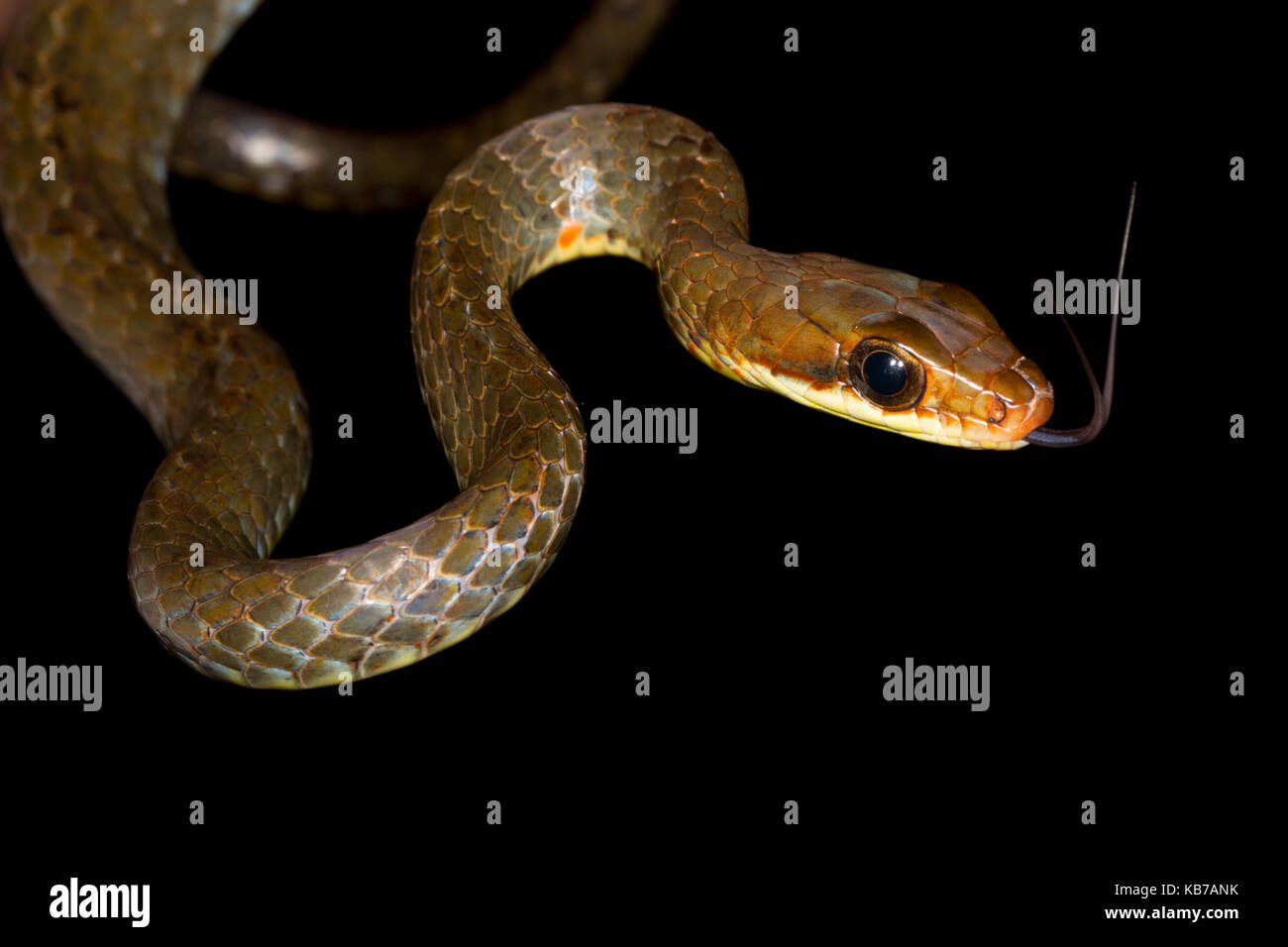 Olive Whipsnake (Chironius fuscus) sensing the air, Ecuador, San Jose ...