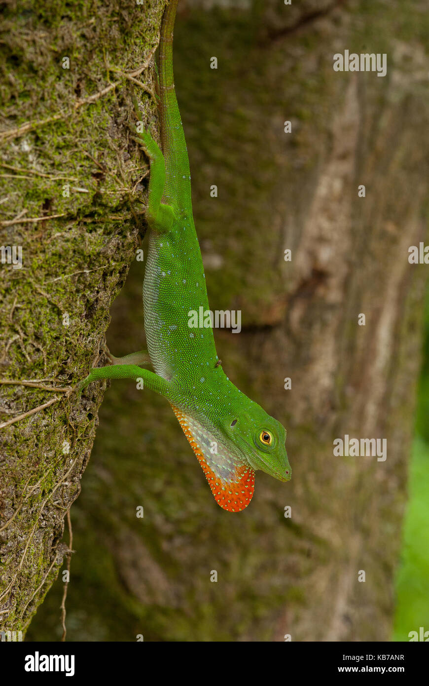 Green Tree Anole (Anolis biporcatus) displaying to conspecifics ...