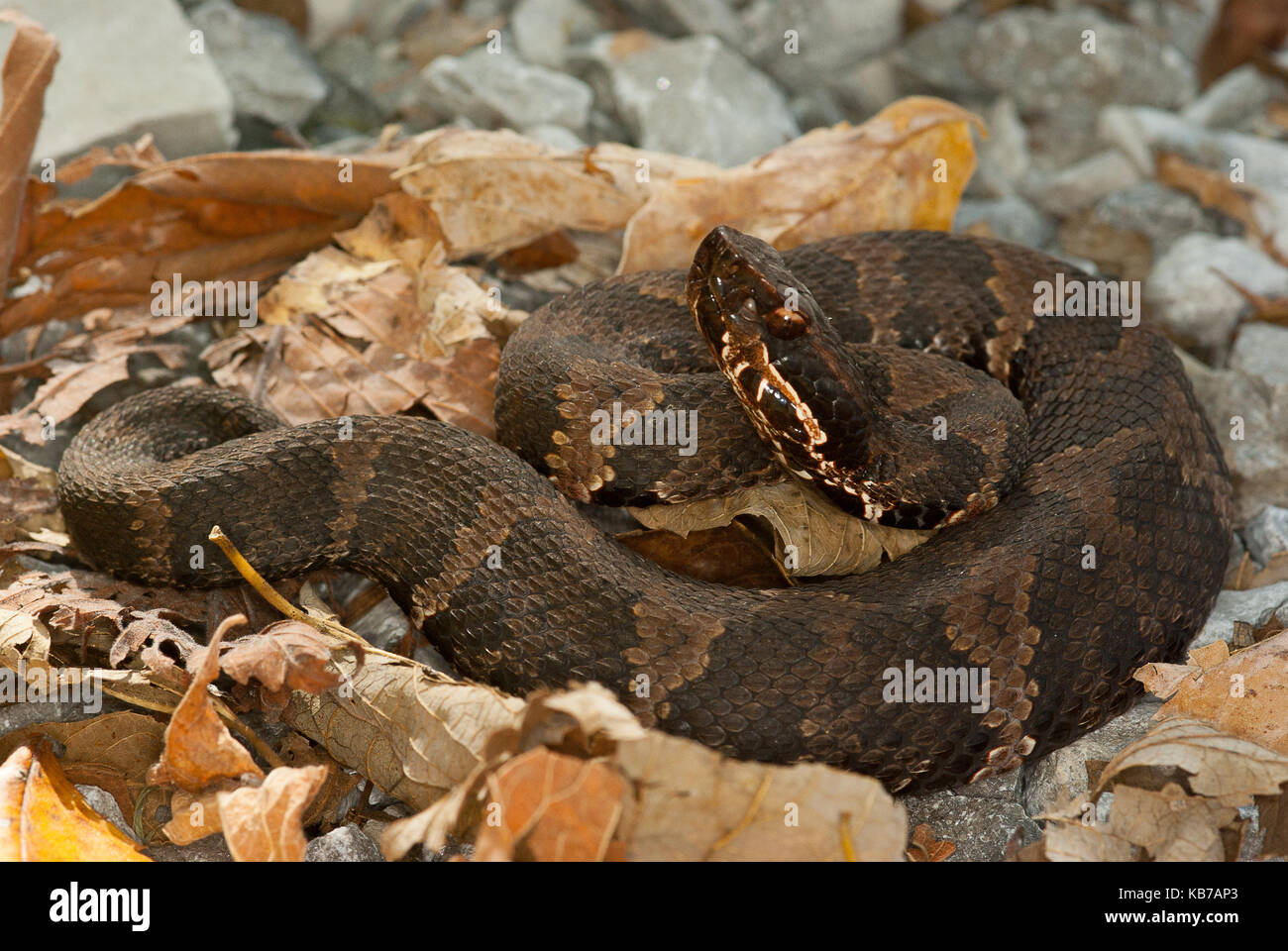 Juvenile Cottonmouth High Resolution Stock Photography and Images - Alamy