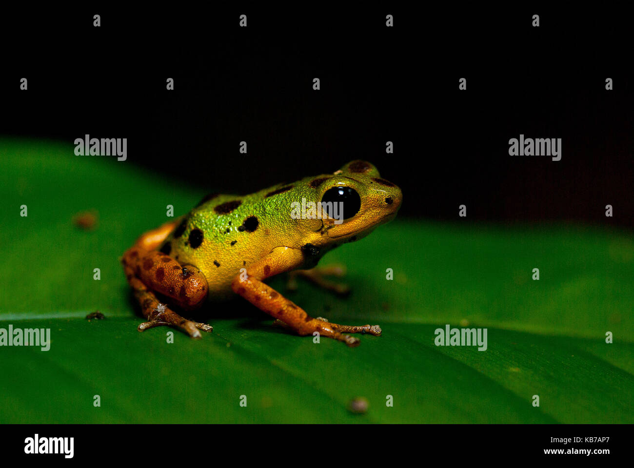 Isla Colon morph Strawberry Poison Frog (Oophaga pumilio) resting on a ...