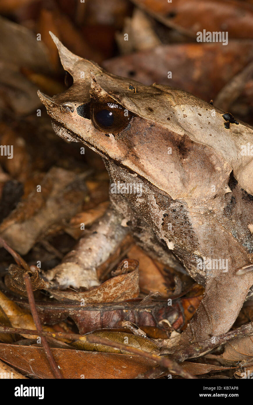 Long Nosed Horned Frog High Resolution Stock Photography and Images - Alamy