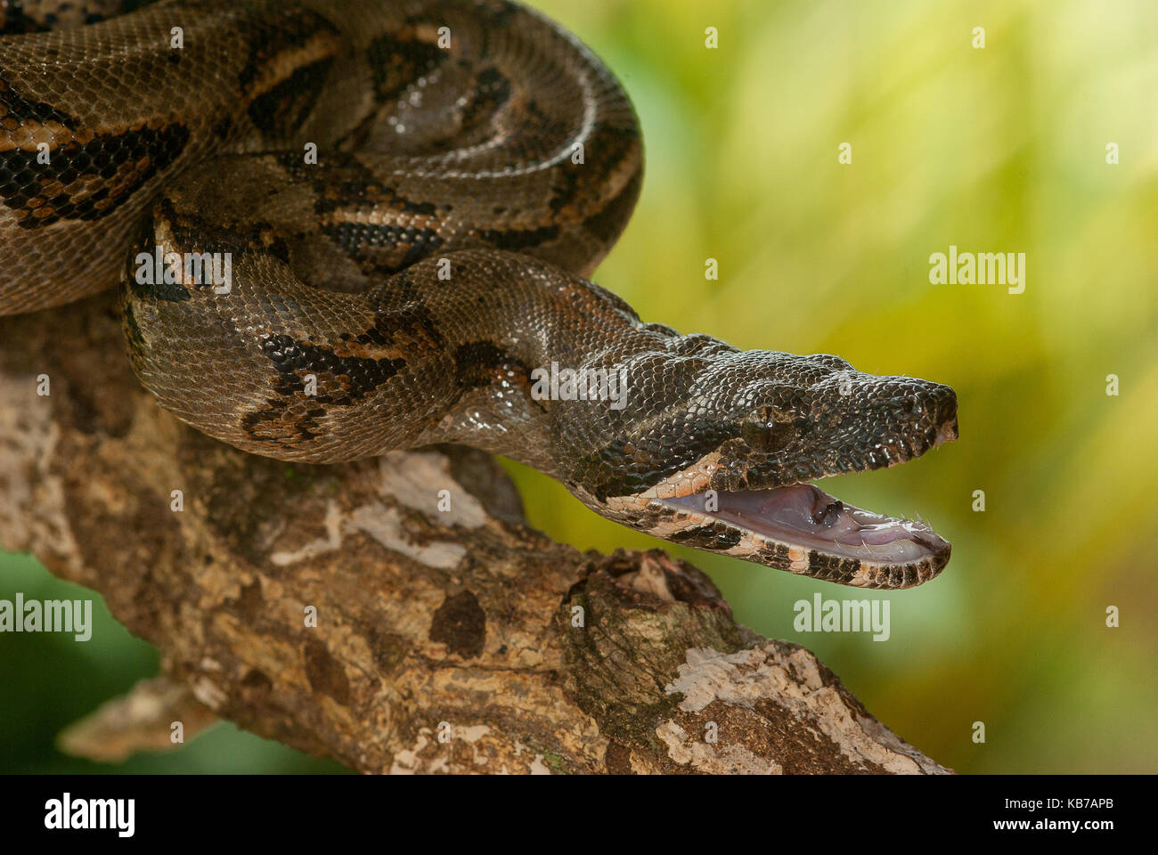 Boa constrictor (Boa constrictor) in a defensive position, Nicaragua ...