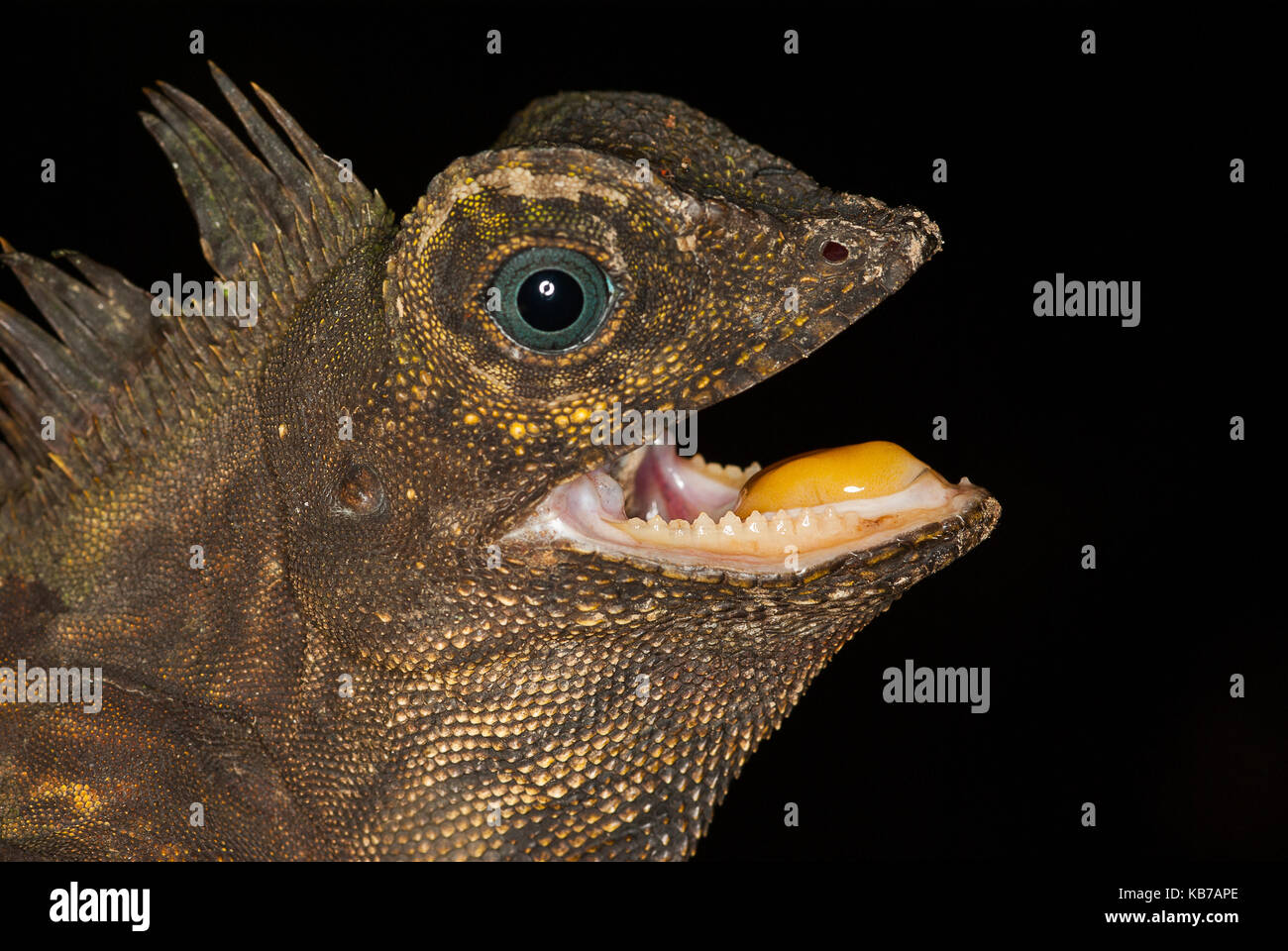 Blue-Eyed Anglehead Lizard (Gonocephalus liogaster) in a defensive ...