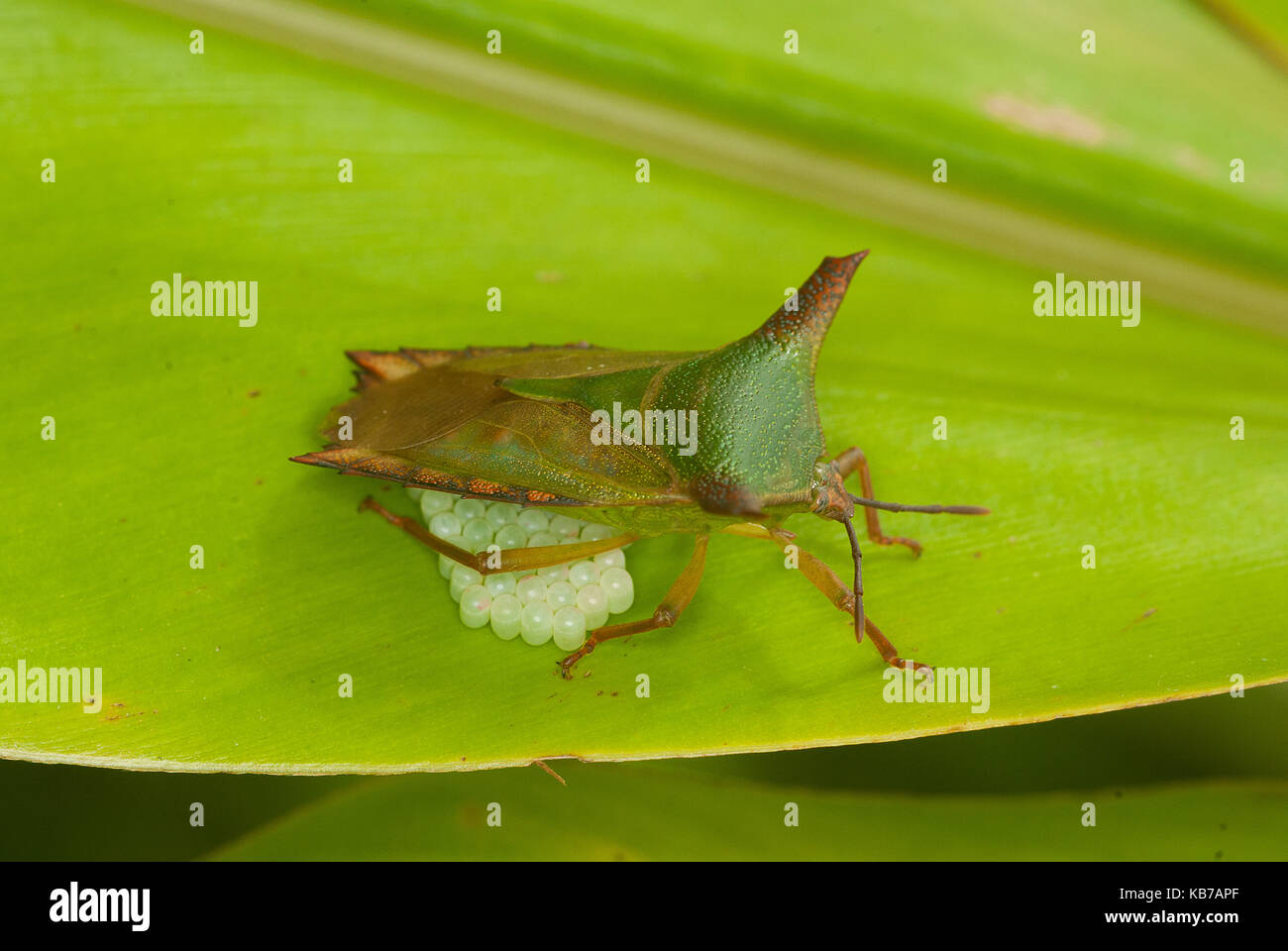 Stink Bug (Hemiptera) guarding eggs, Malaysia Stock Photo - Alamy