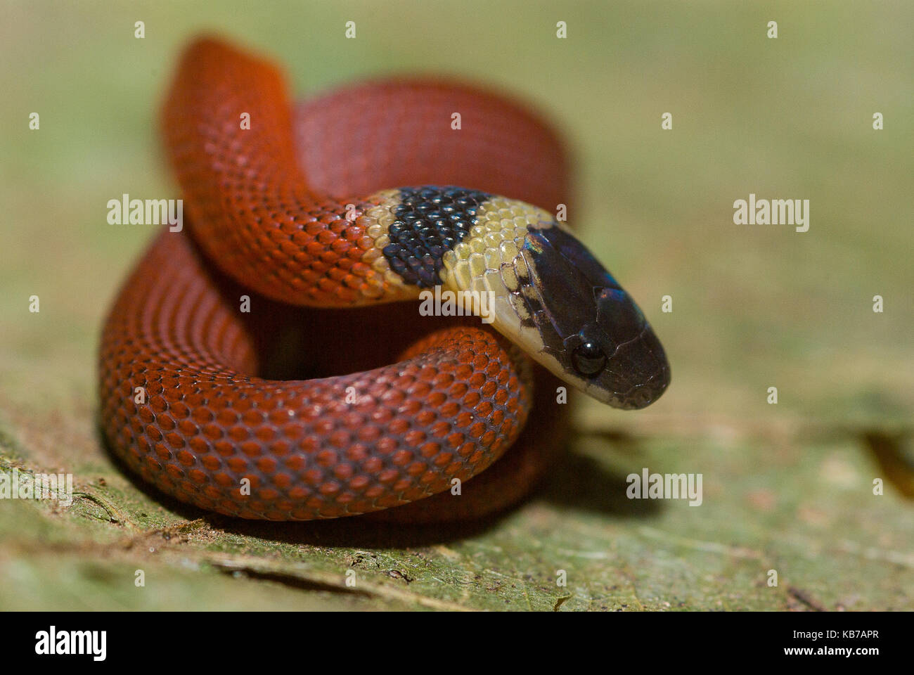 Ninia snake hi-res stock photography and images - Alamy