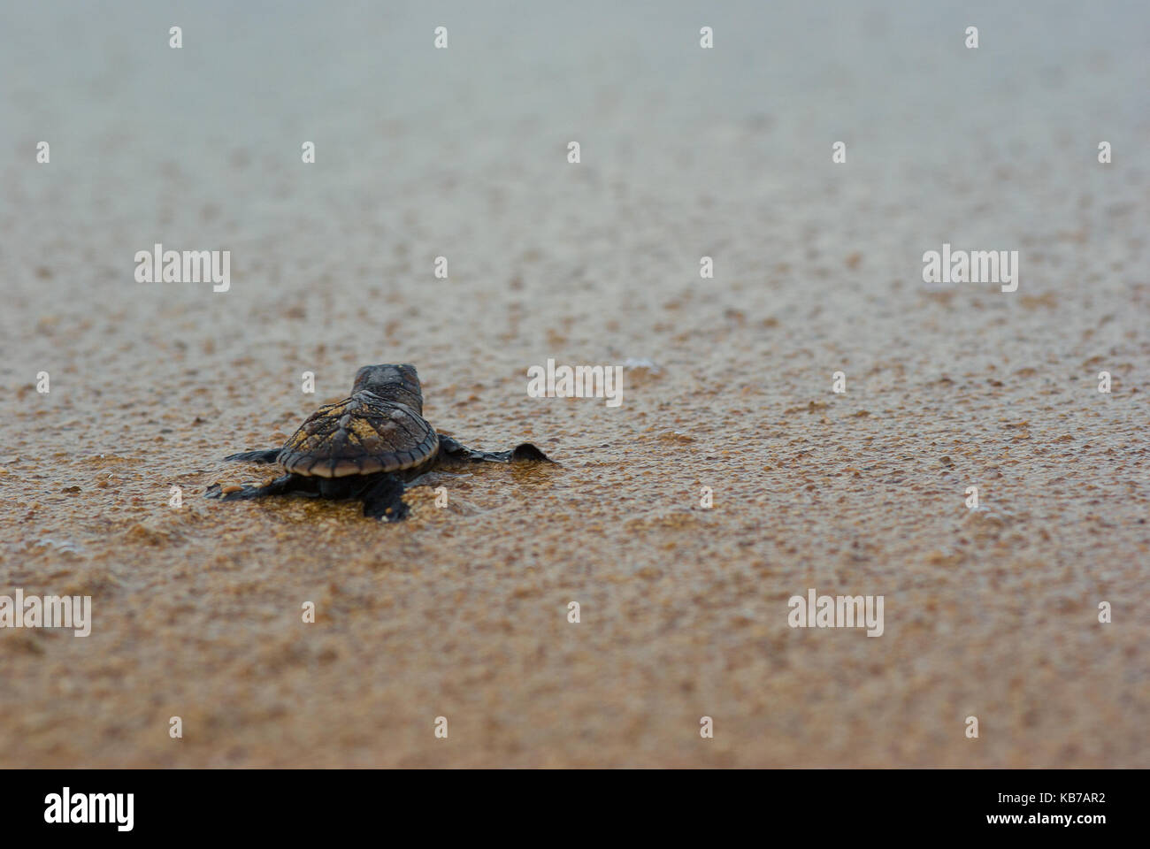 Olive Ridley Sea Turtle (Lepidochelys olivacea) hatchling making its ...