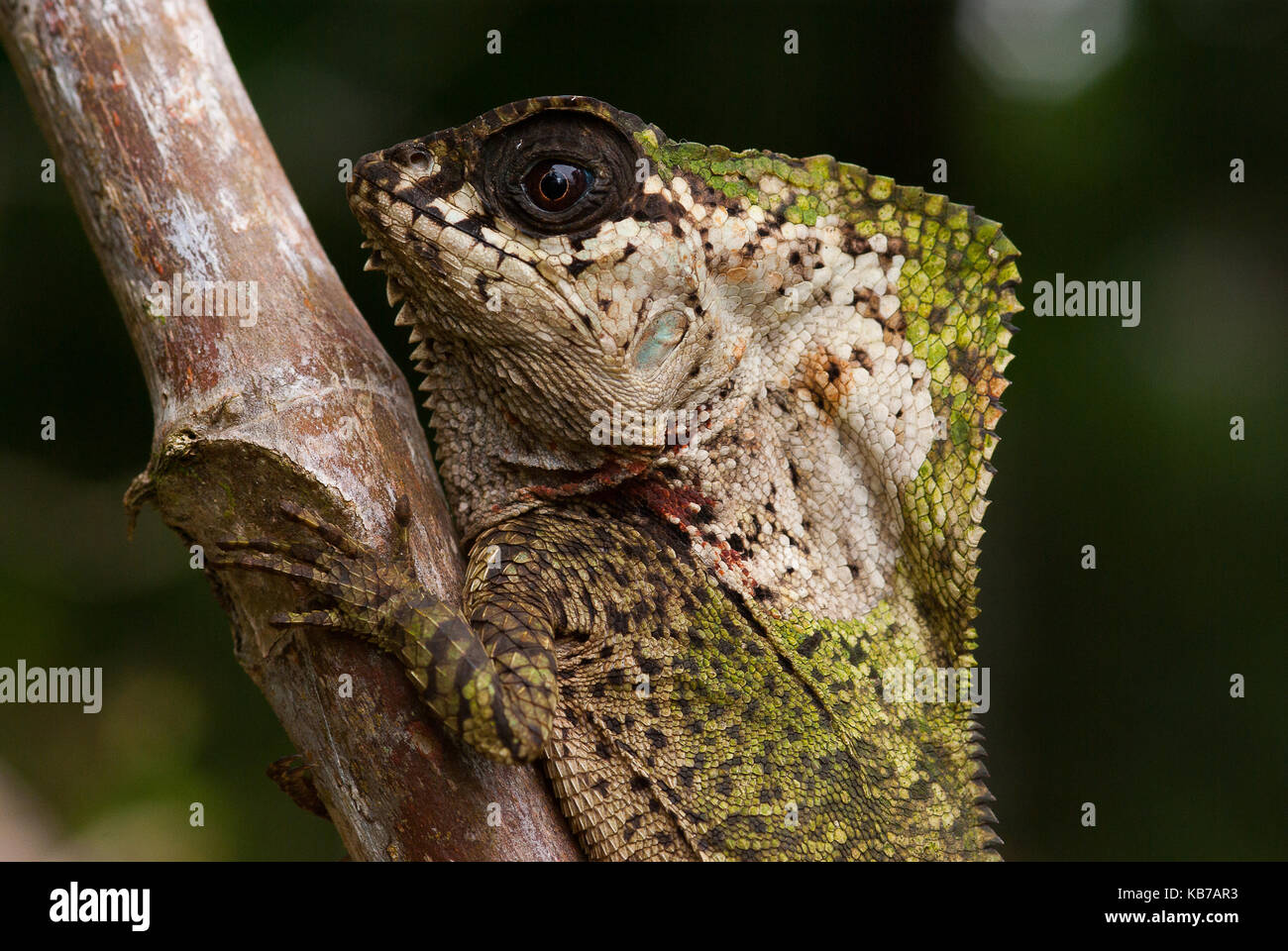 Casque-Headed Lizard (Corytophanes cristatus) camouflaging itself ...