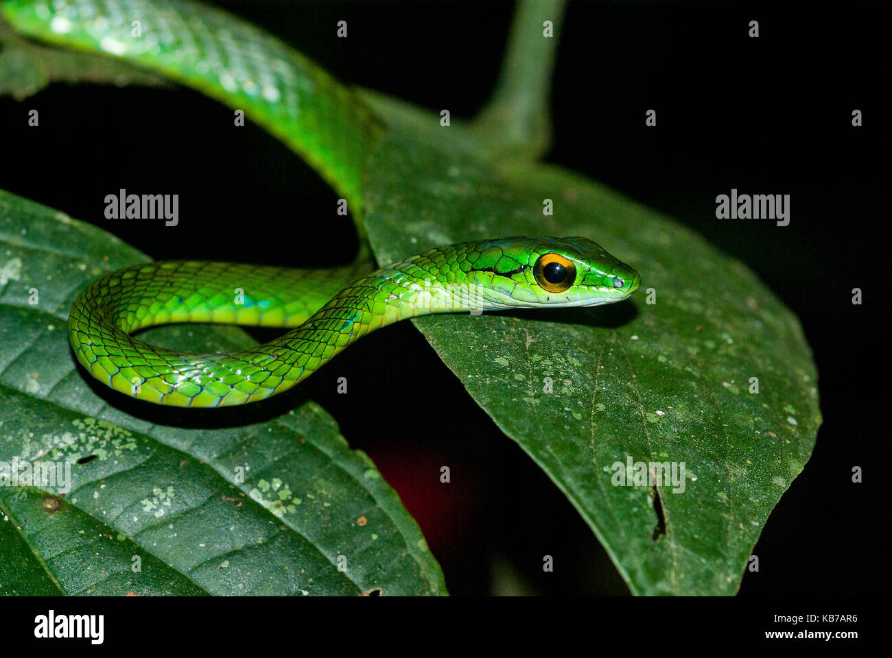Cope's Parrot Snake (Leptophis depressirostris) waiting for prey ...