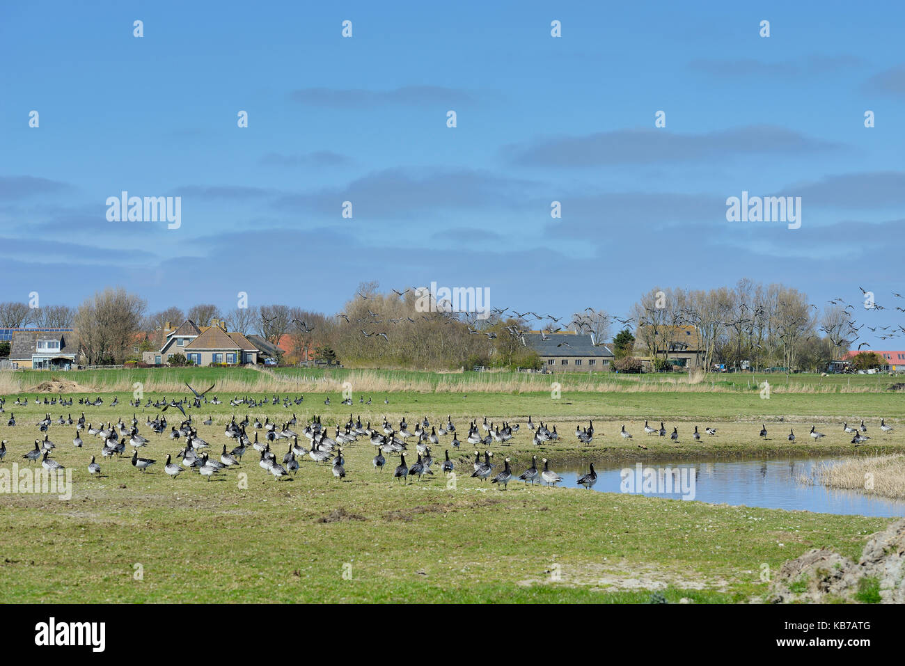 A group of Barnacle Geese (Branta leucopsis) is fouraging around an old ...