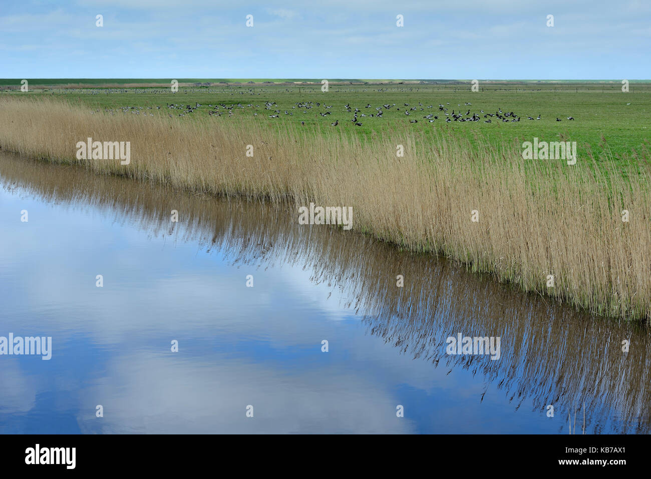 Just behind the waddendike is a ditch, reed shows its reflection on the ...