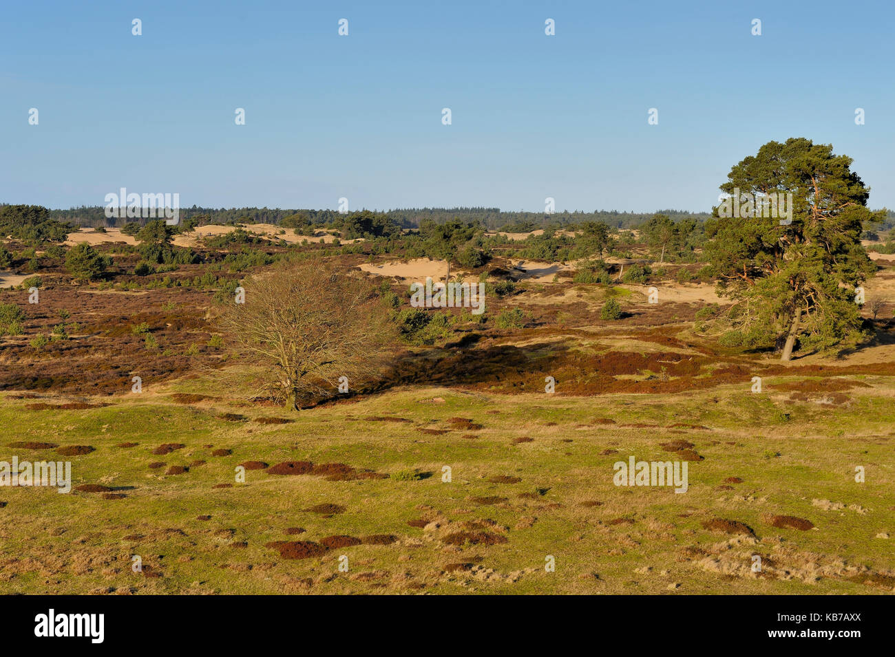 Transitional stage in the landscape from heather field to drift-sand in ...