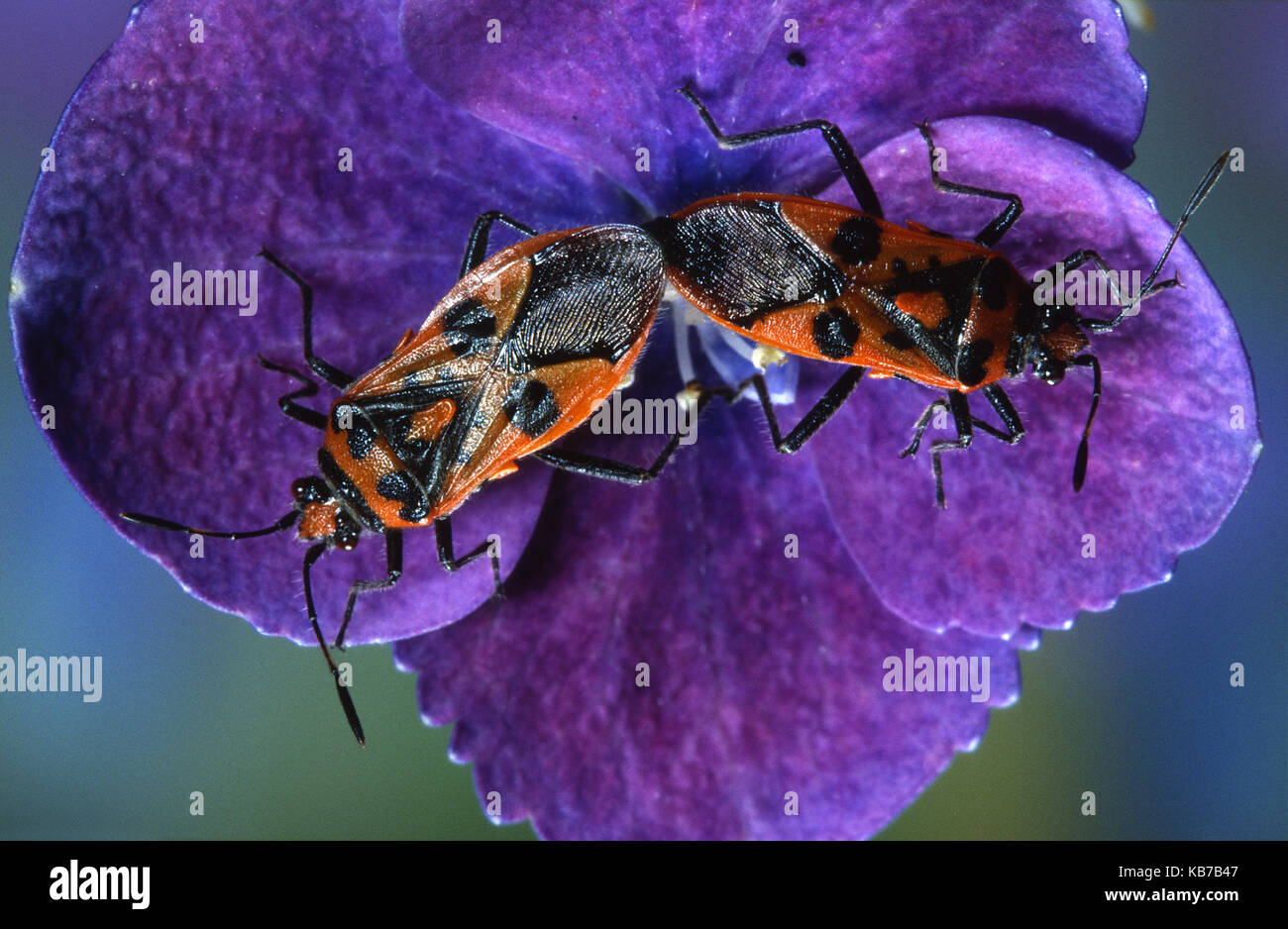 Cinnamon Bug (Corizus hyoscyami) couple mating on a flower, Belgium ...