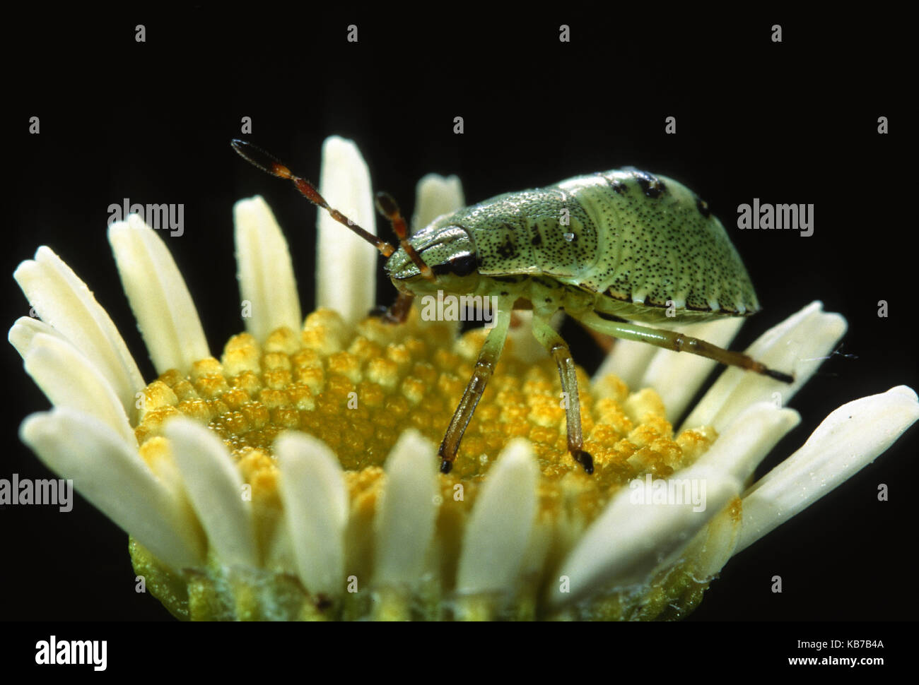Green Shield Bug (Palomena prasina) on top of a flower against a black ...