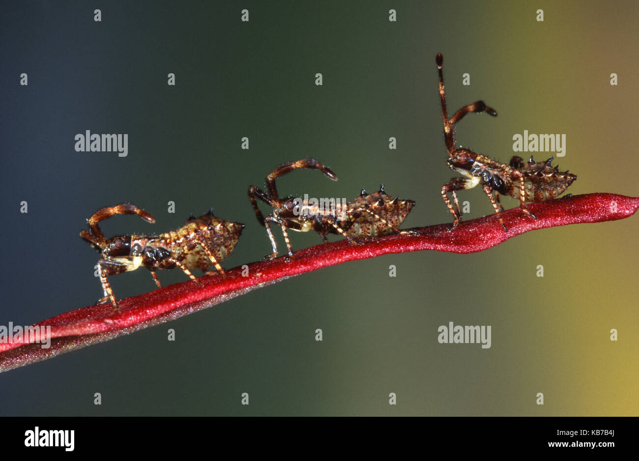 Dock Bugs (Coreus marginatus) on a plant, Belgium Stock Photo - Alamy